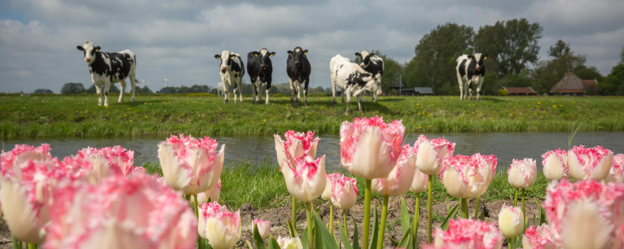 Home | Gemeente Opmeer